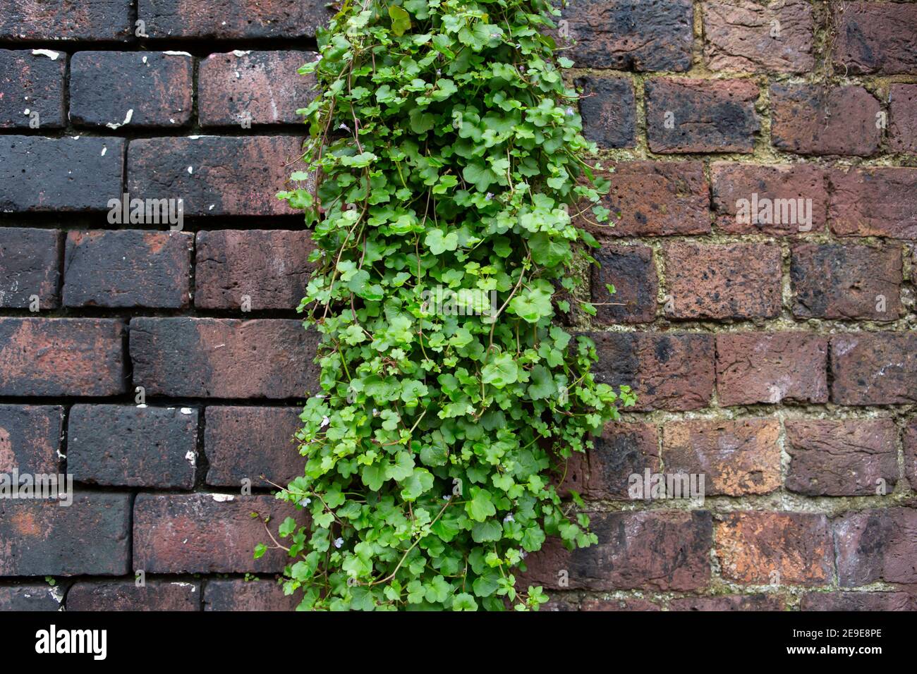 Brick wall with creeping plant Stock Photo - Alamy