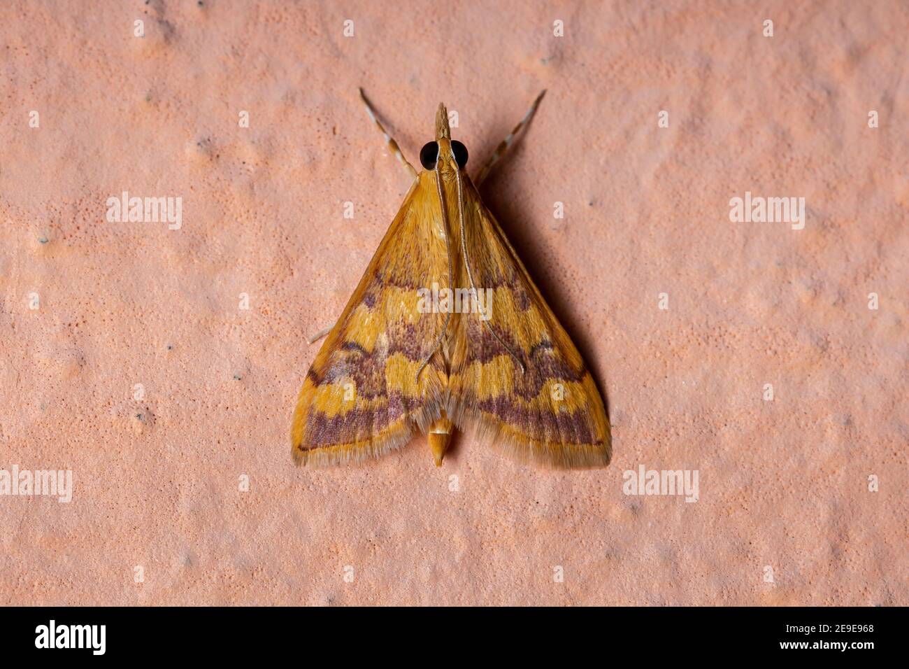 Pyrausta phoenicealis hi-res stock photography and images - Alamy