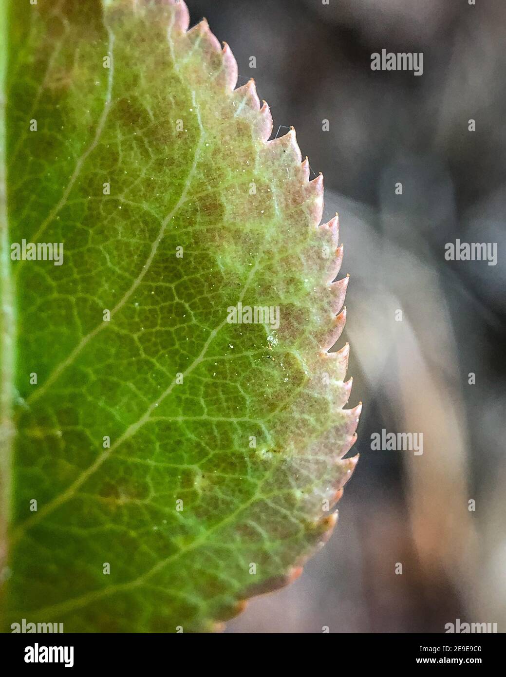Serrated pointed leaf hi-res stock photography and images - Alamy