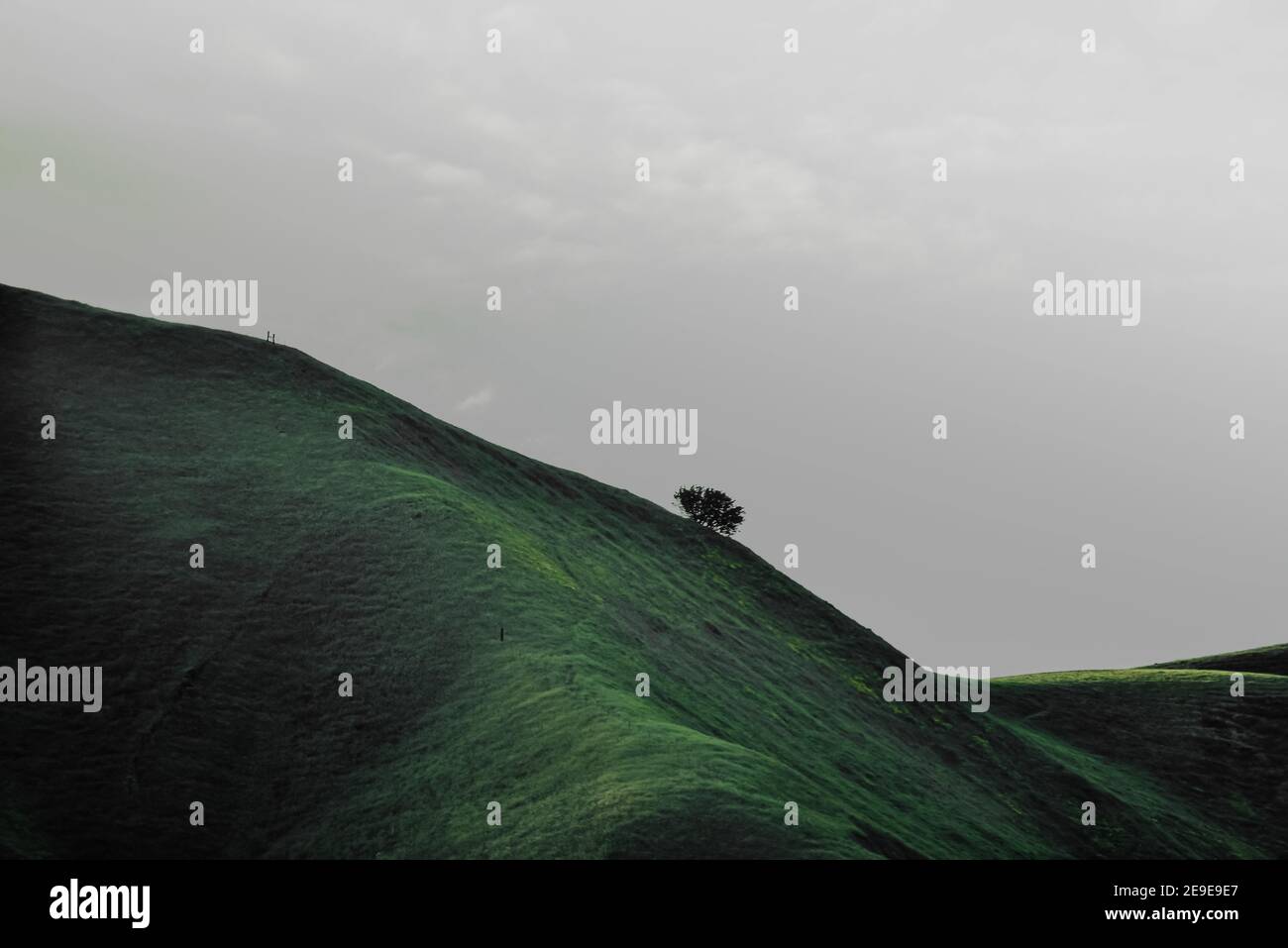 Beautiful nature scene of a single tree on a grass-covered hill slope ...