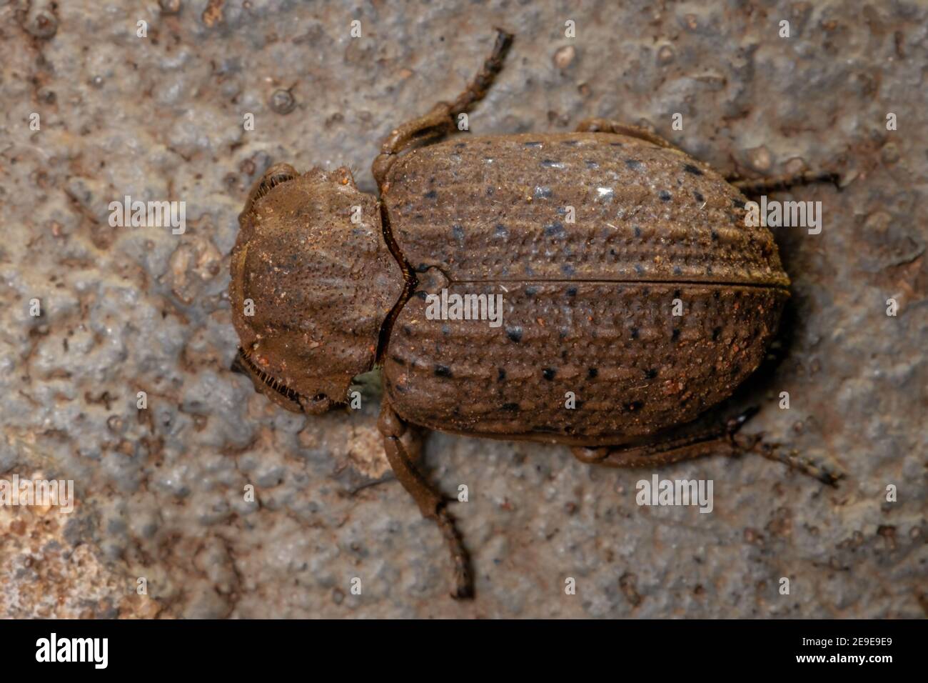 Hide Beetles High Resolution Stock Photography and Images - Alamy