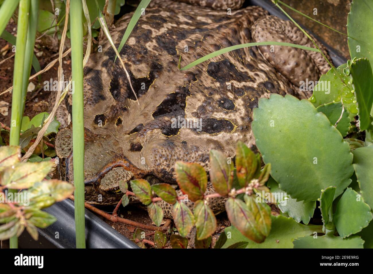 Adult Cururu Toad of the species Rhinella diptycha Stock Photo - Alamy