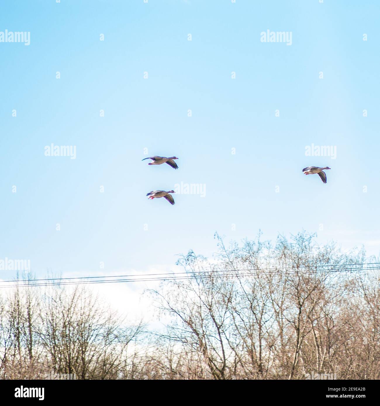 A team of greylag geese fly low over trees Stock Photo - Alamy