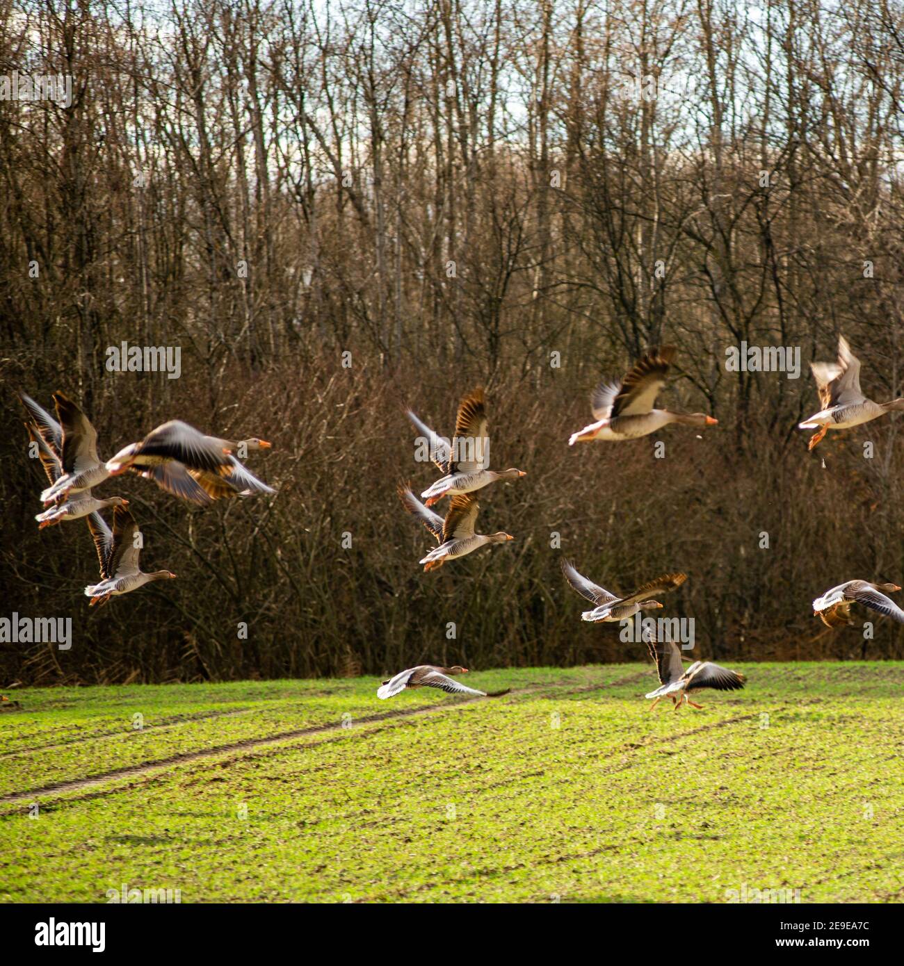 Geese taking off from a field Stock Photo - Alamy