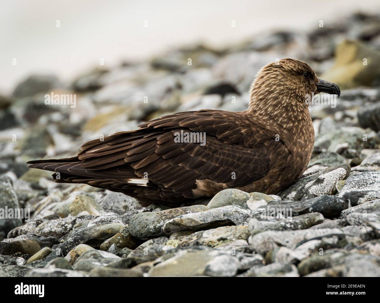Baby Skua (Stercorariidae), Antarctica Stock Photo - Alamy