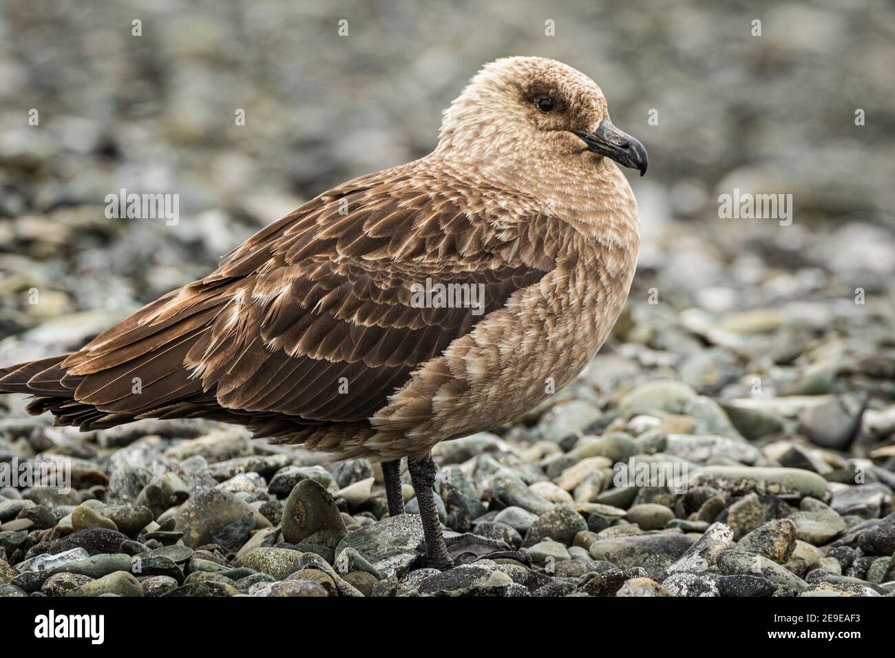 Stercorariidae hi-res stock photography and images - Alamy