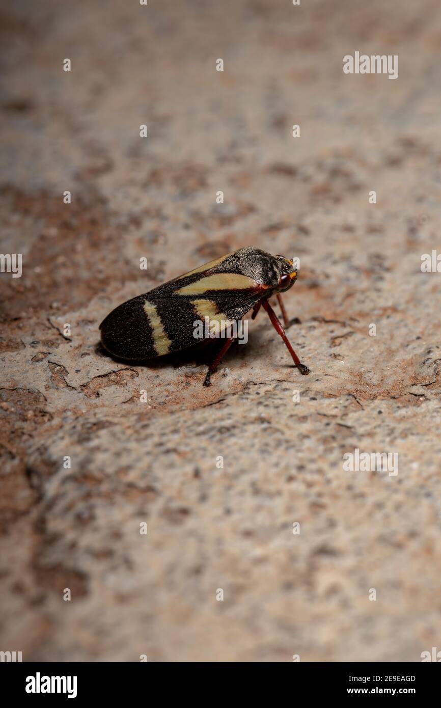 Adult Froghopper Insect of the species Deois flavopicta Stock Photo - Alamy