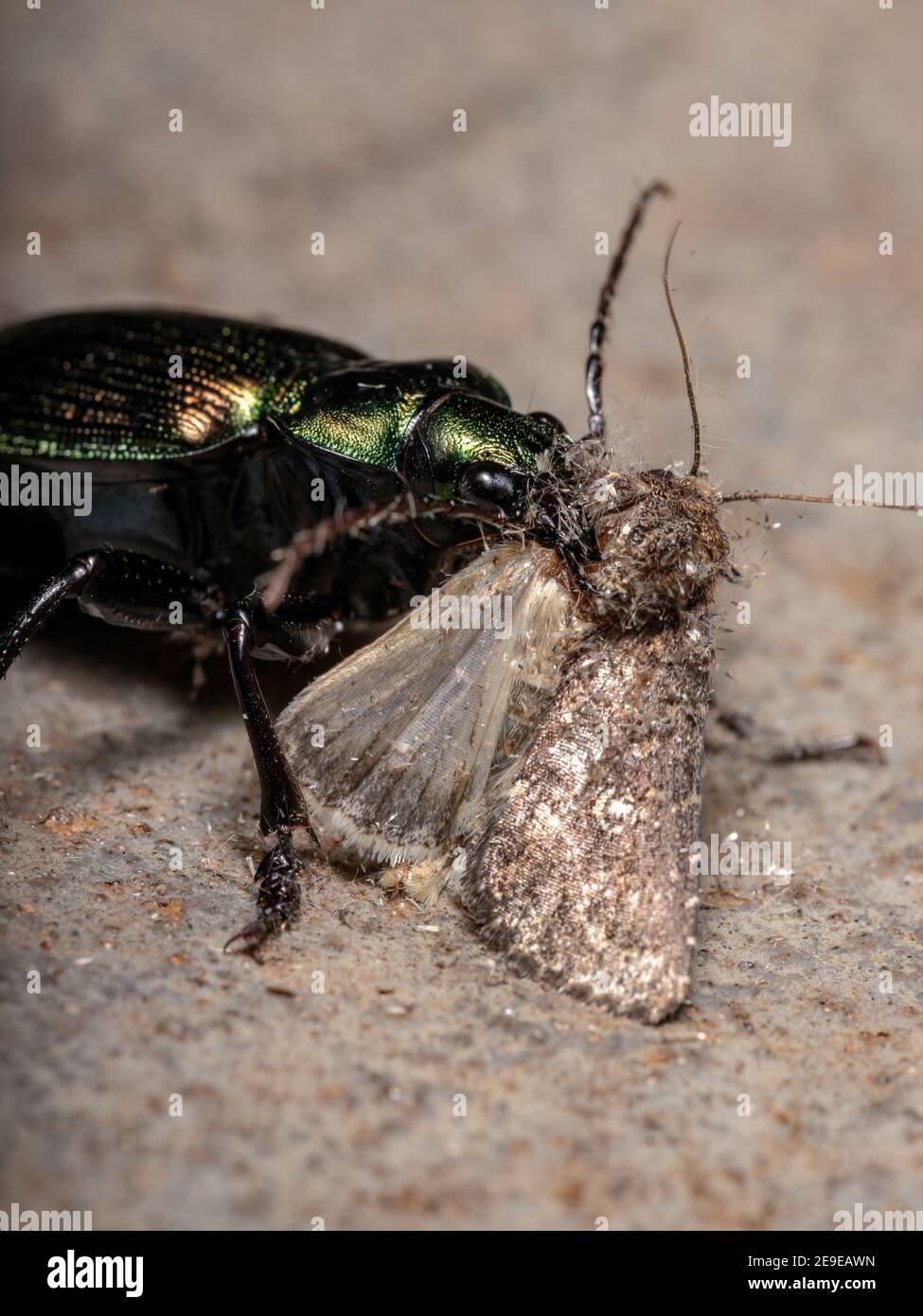 Adult Caterpillar hunter Beetle of the species Calosoma alternans ...