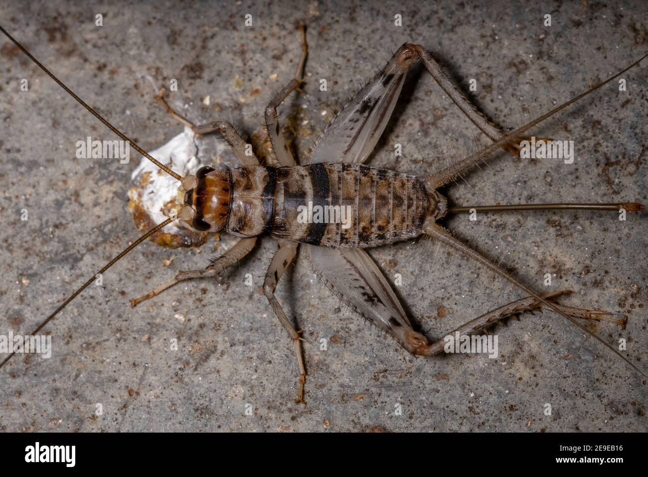 Giant Weta Larvae