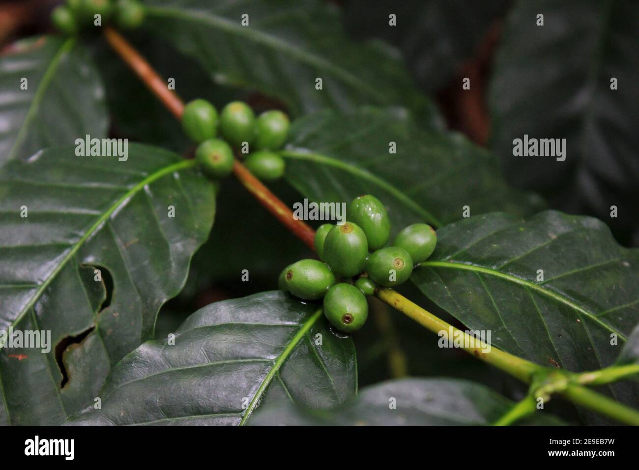Zona cafetera colombia hi-res stock photography and images - Alamy