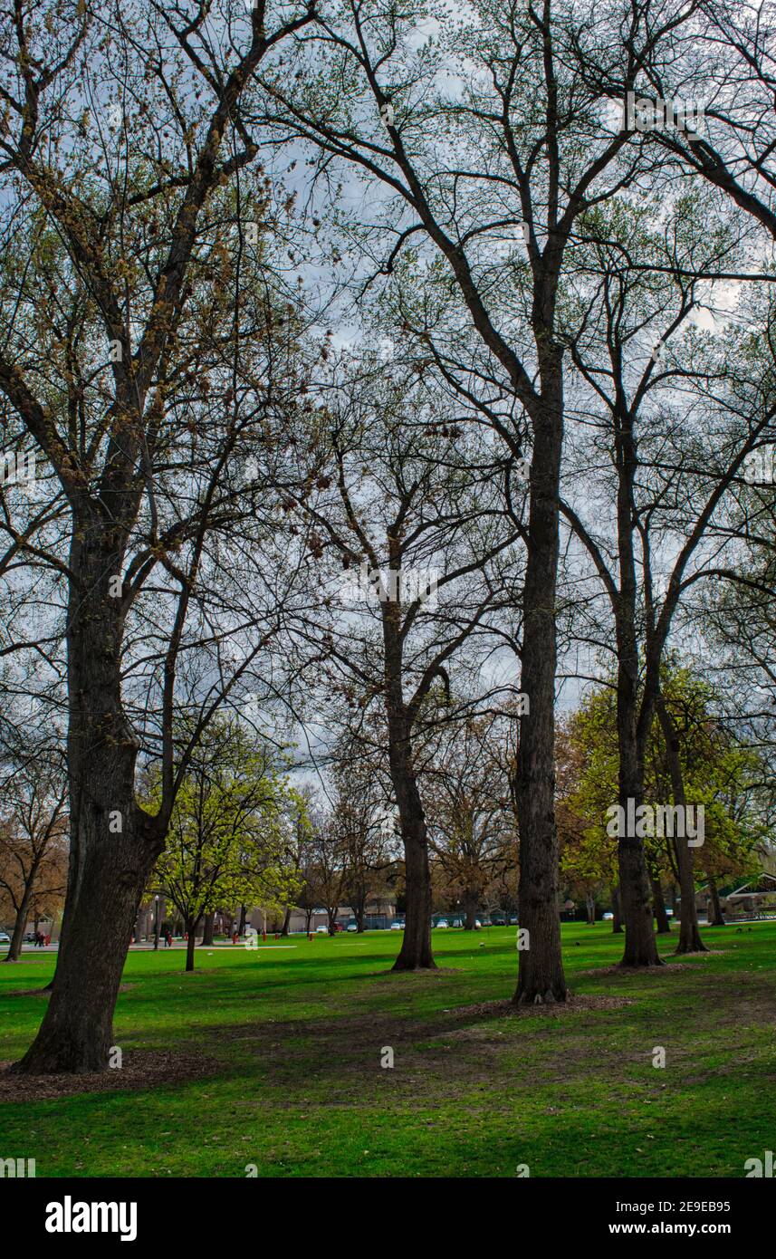 Vertical shot of tall growing trees in the park at daylight Stock Photo ...