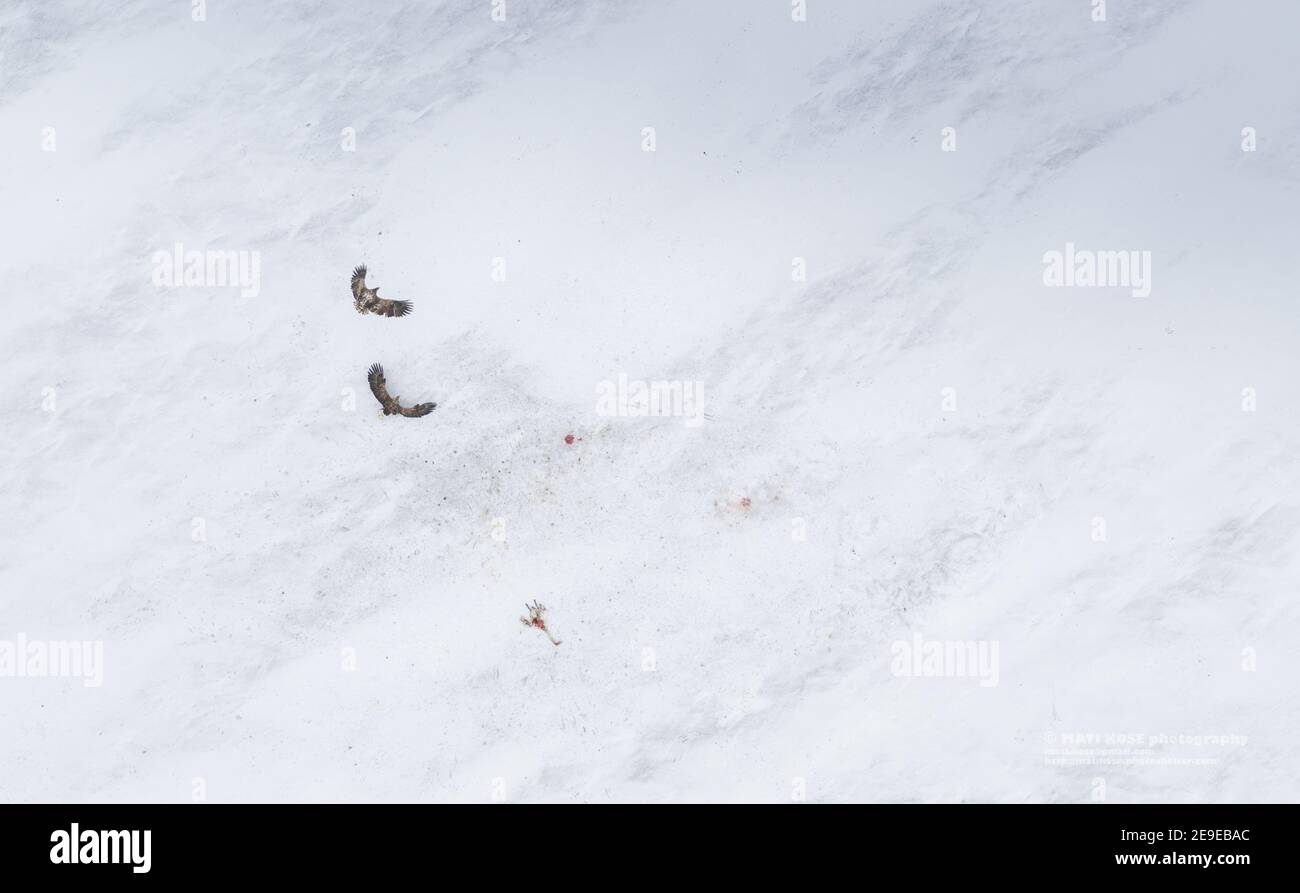 Dead bird covered with snow Stock Photo - Alamy