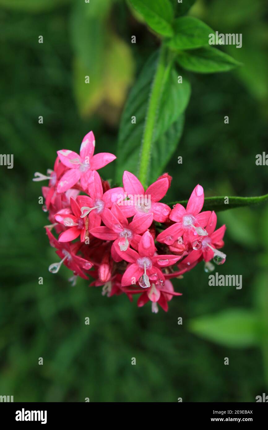 Rainforest rain leaf raindrop hi-res stock photography and images - Alamy