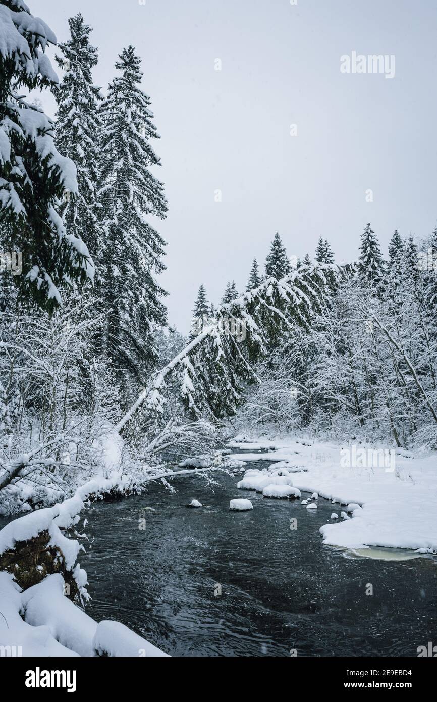 Mesmerizing view of a river surrounded by beautiful snow-covered trees ...