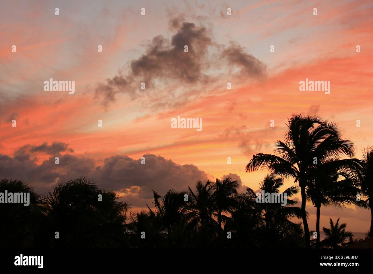 Colorful orange sunset with palm trees in front Stock Photo - Alamy