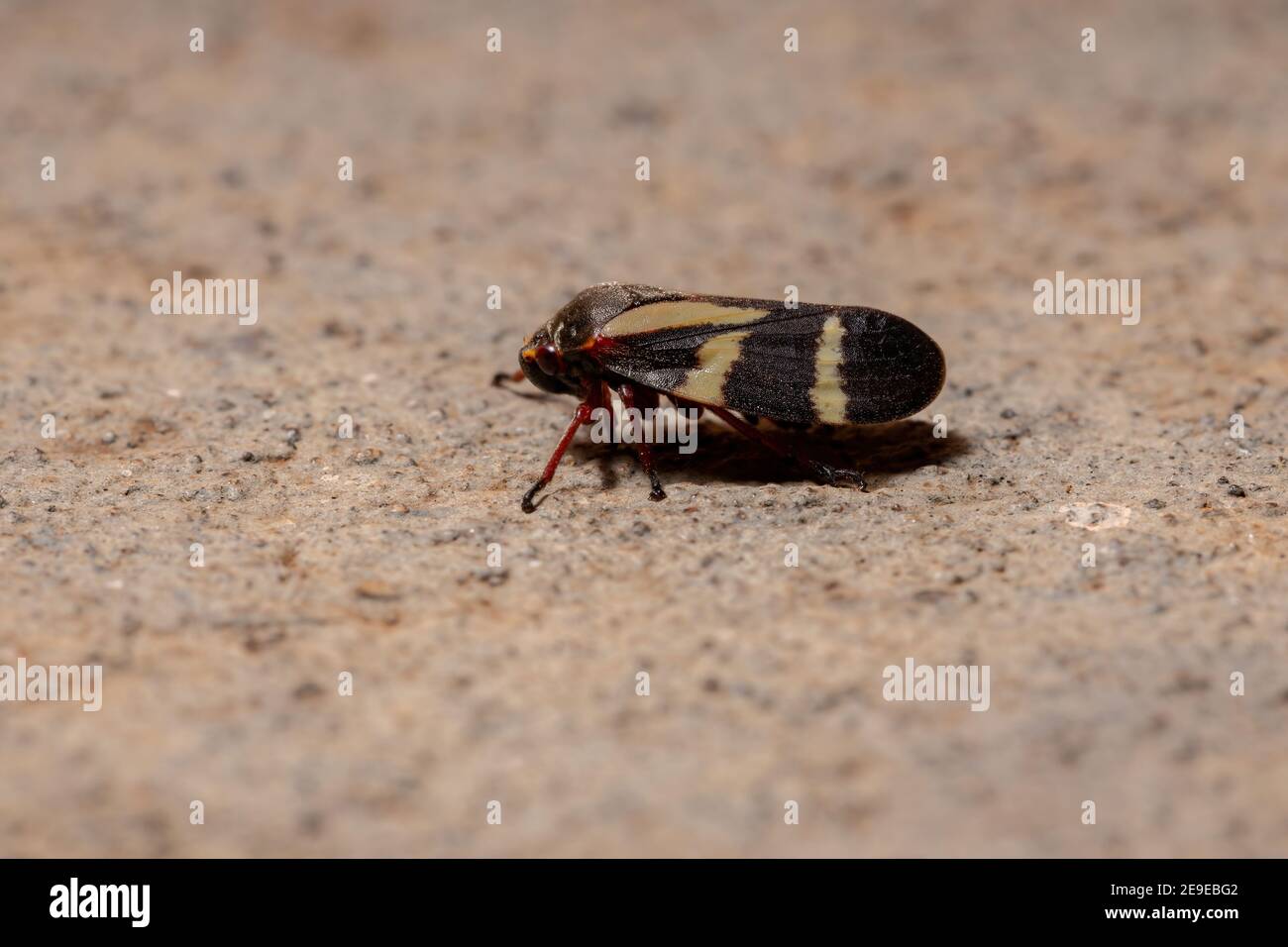 Adult Froghopper Insect of the species Deois flavopicta Stock Photo - Alamy