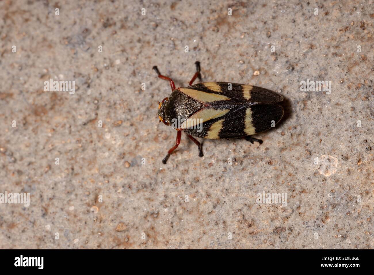 Adult Froghopper Insect of the species Deois flavopicta Stock Photo - Alamy