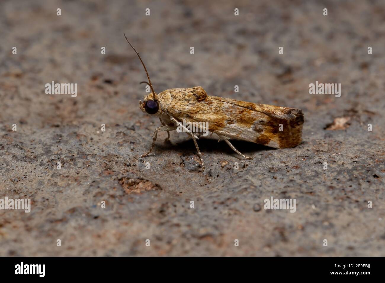 Small Yellow Moth of the Tribe Acontiini Stock Photo - Alamy