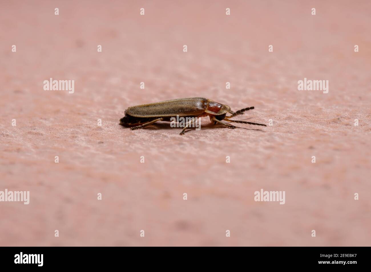 Adult Firefly Beetle of the Genus Photinus Stock Photo - Alamy