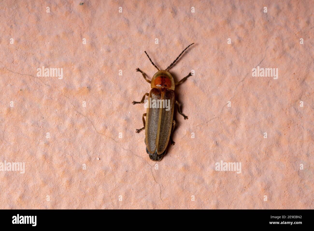 Adult firefly hi-res stock photography and images - Alamy