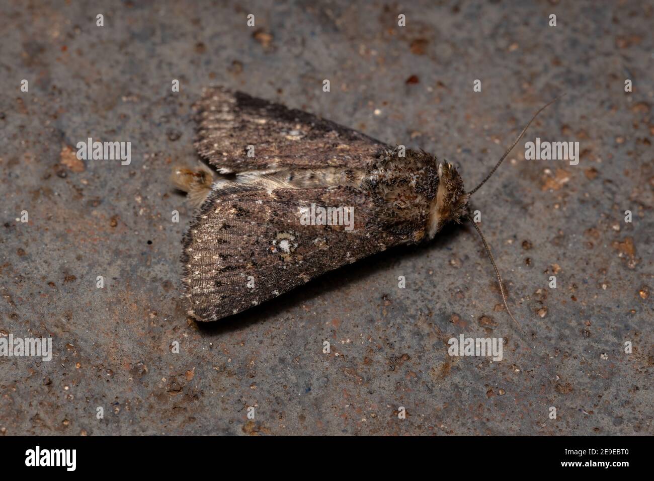 Condica hi-res stock photography and images - Alamy