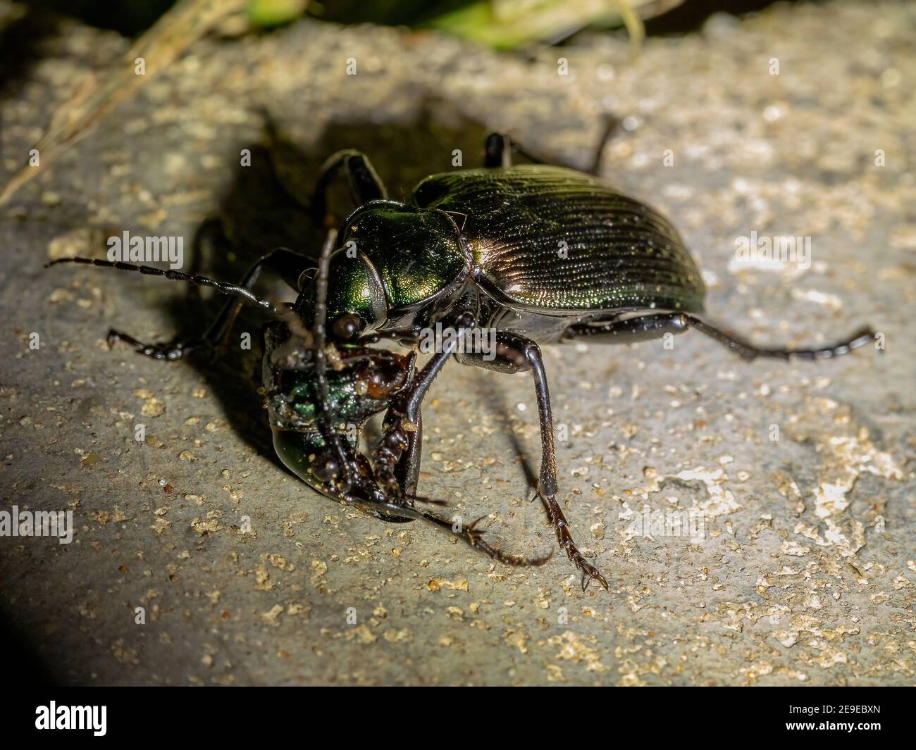 Adult Caterpillar hunter Beetle of the species Calosoma alternans doing ...