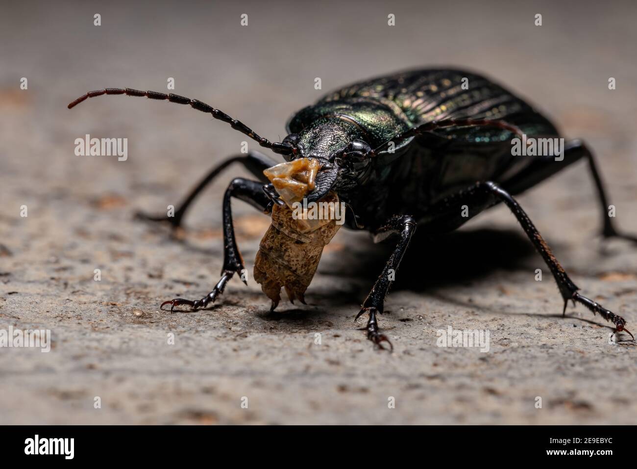 Adult Caterpillar hunter Beetle of the species Calosoma alternans ...