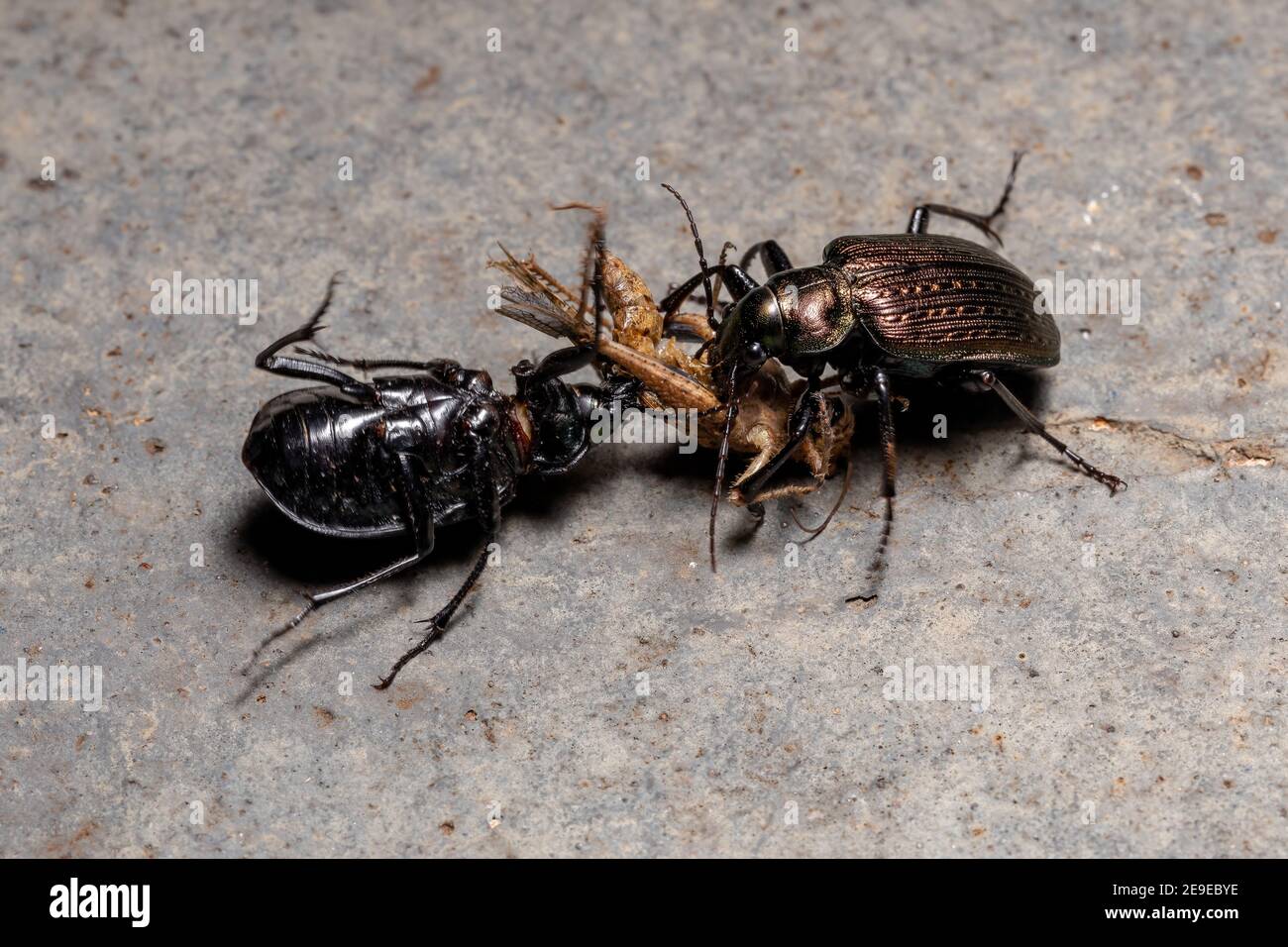Adult Caterpillar hunter Beetles of the species Calosoma alternans ...