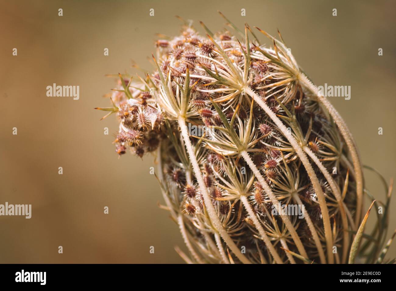 Closeup shot of thorny plants isolated on an abstract background Stock ...