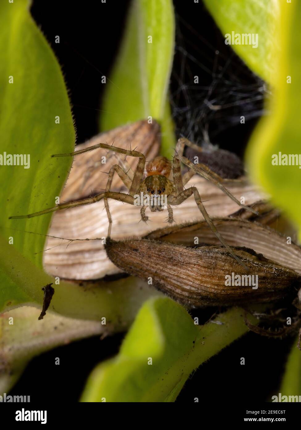 Nursery Web Spider of the Family Pisauridae Stock Photo - Alamy