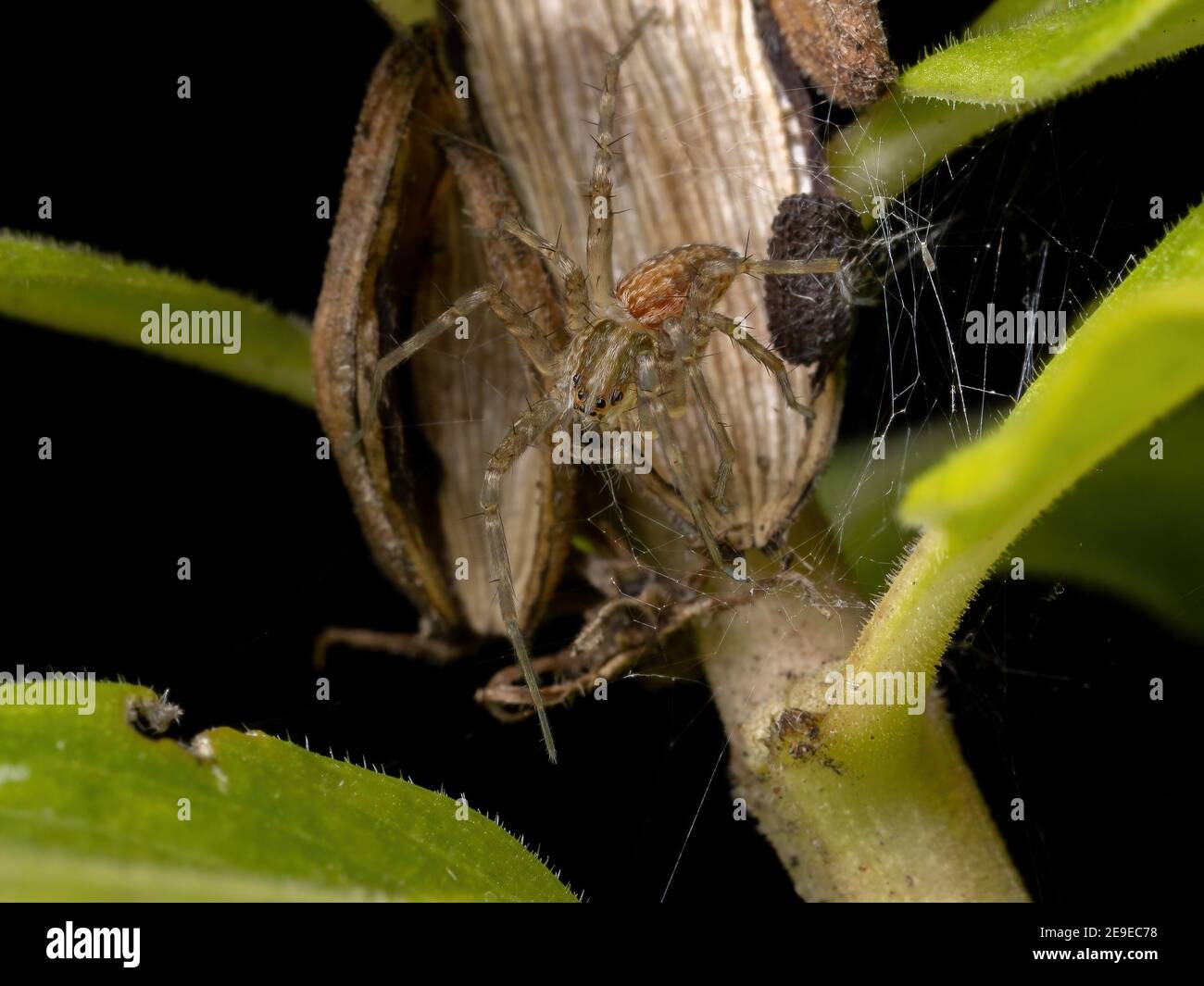 Nursery web spider family pisauridae hi-res stock photography and ...