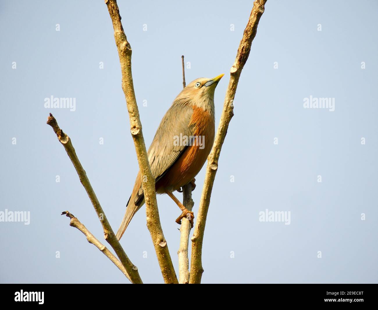 Brahmin culture hi-res stock photography and images - Alamy