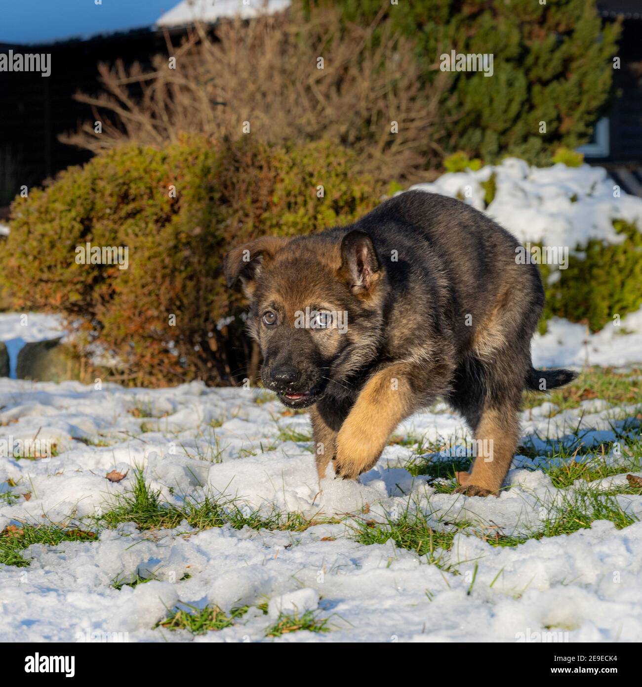 A nine weeks old German Shepherd puppy runs and look straight into the ...