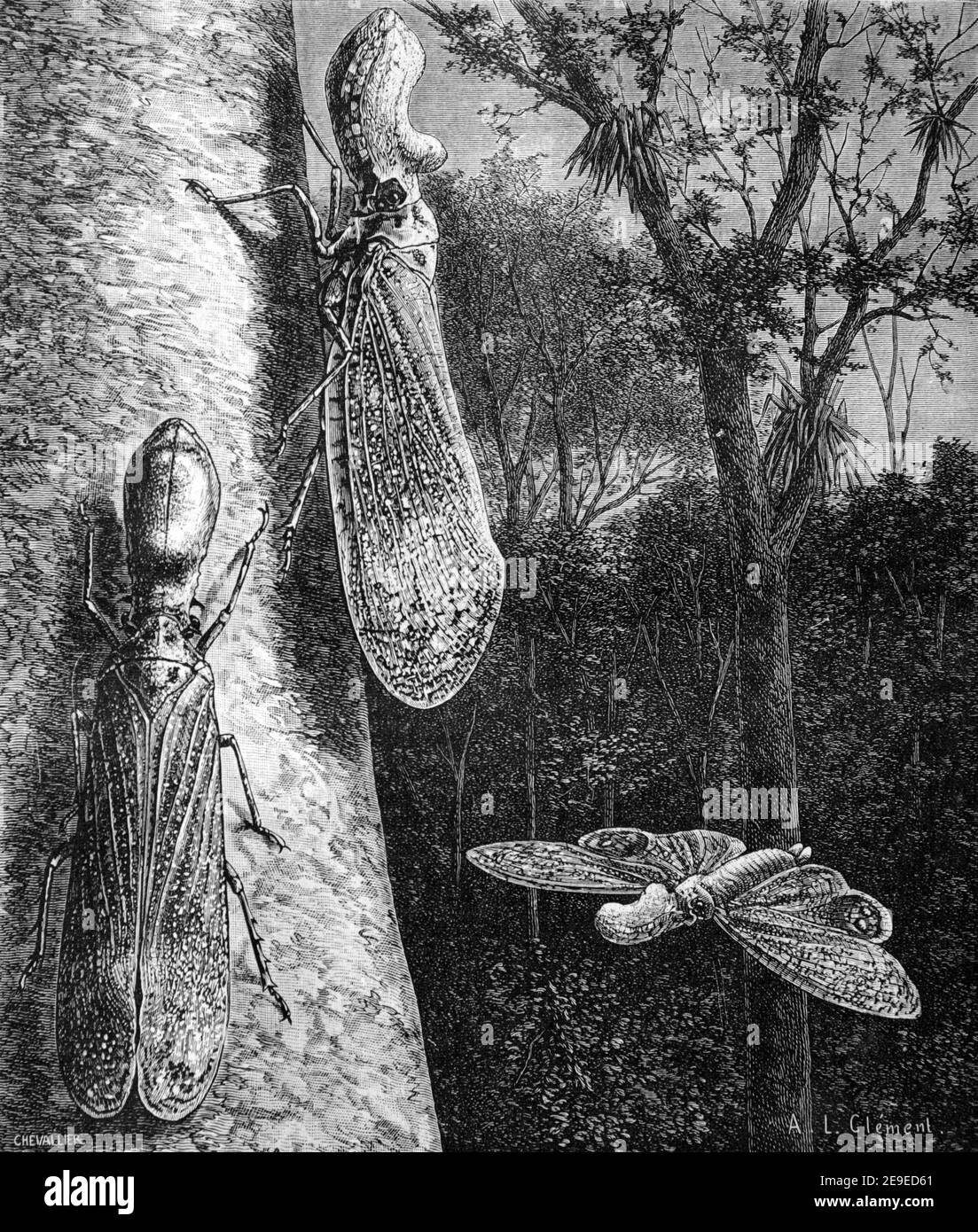 Lanternflies High Resolution Stock Photography and Images - Alamy