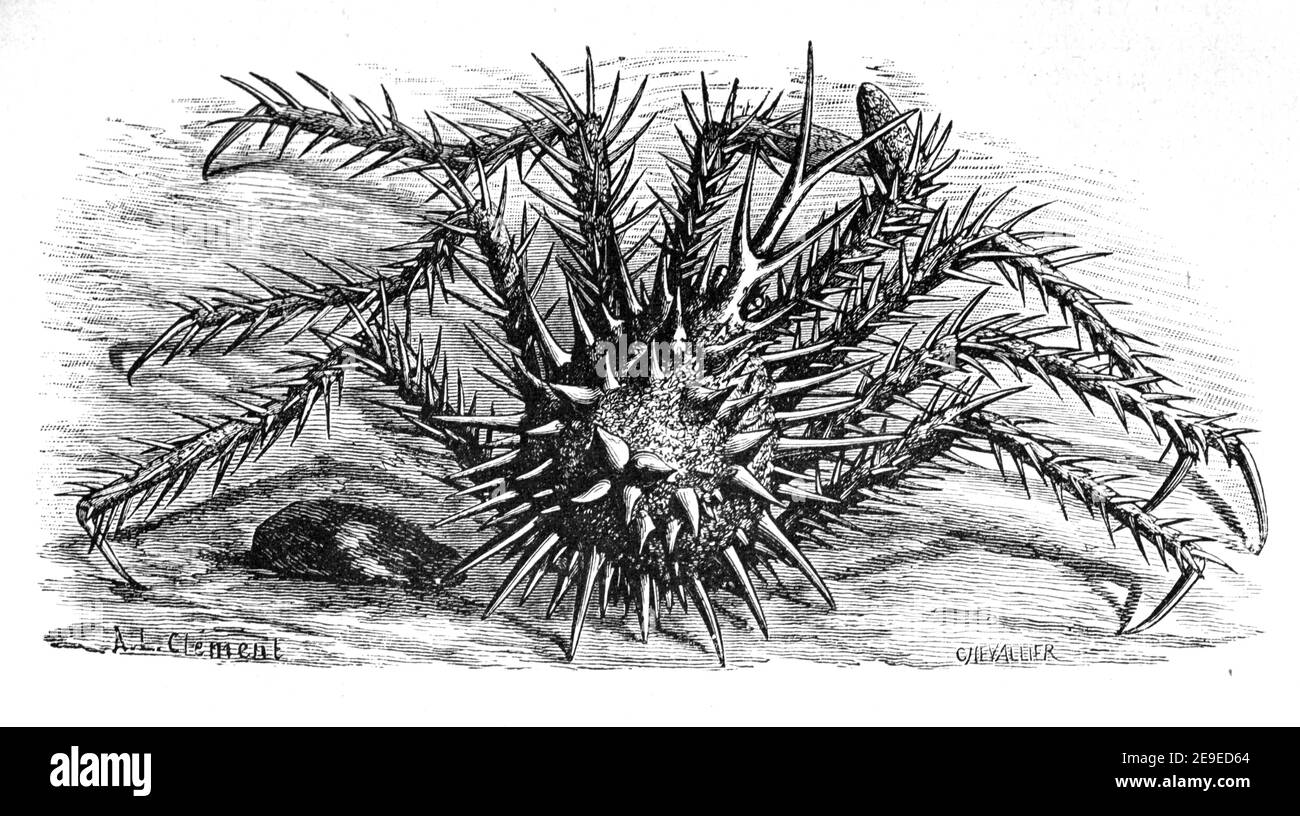 King Crab or Stone Crab Lithodes ferox 1898 Vintage Illustration or ...