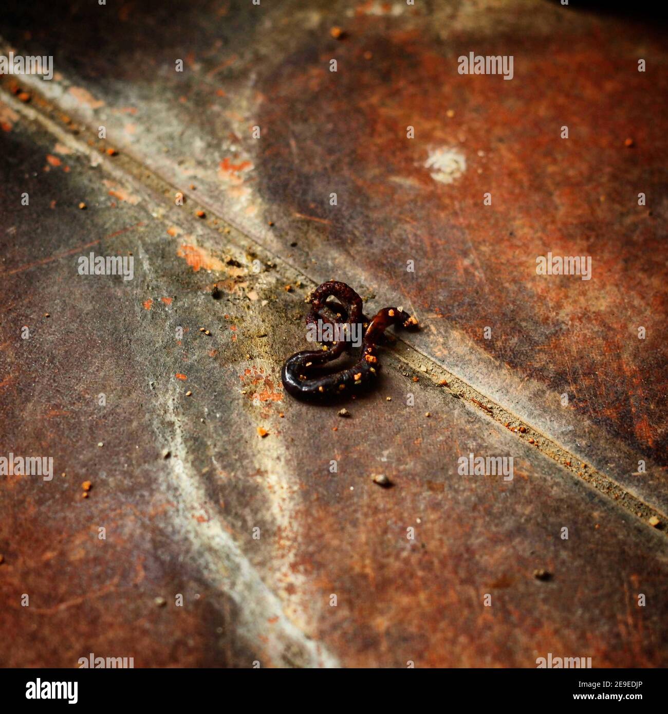 Concrete worm hi-res stock photography and images - Alamy
