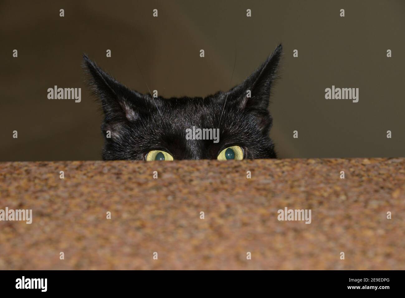 Pet cat eyes as the cat stares Stock Photo - Alamy