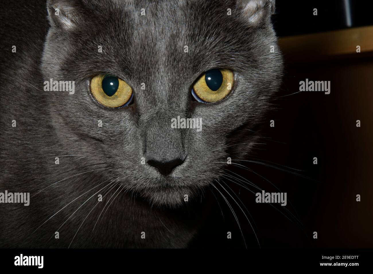 Pet cat eyes as the cat stares Stock Photo - Alamy