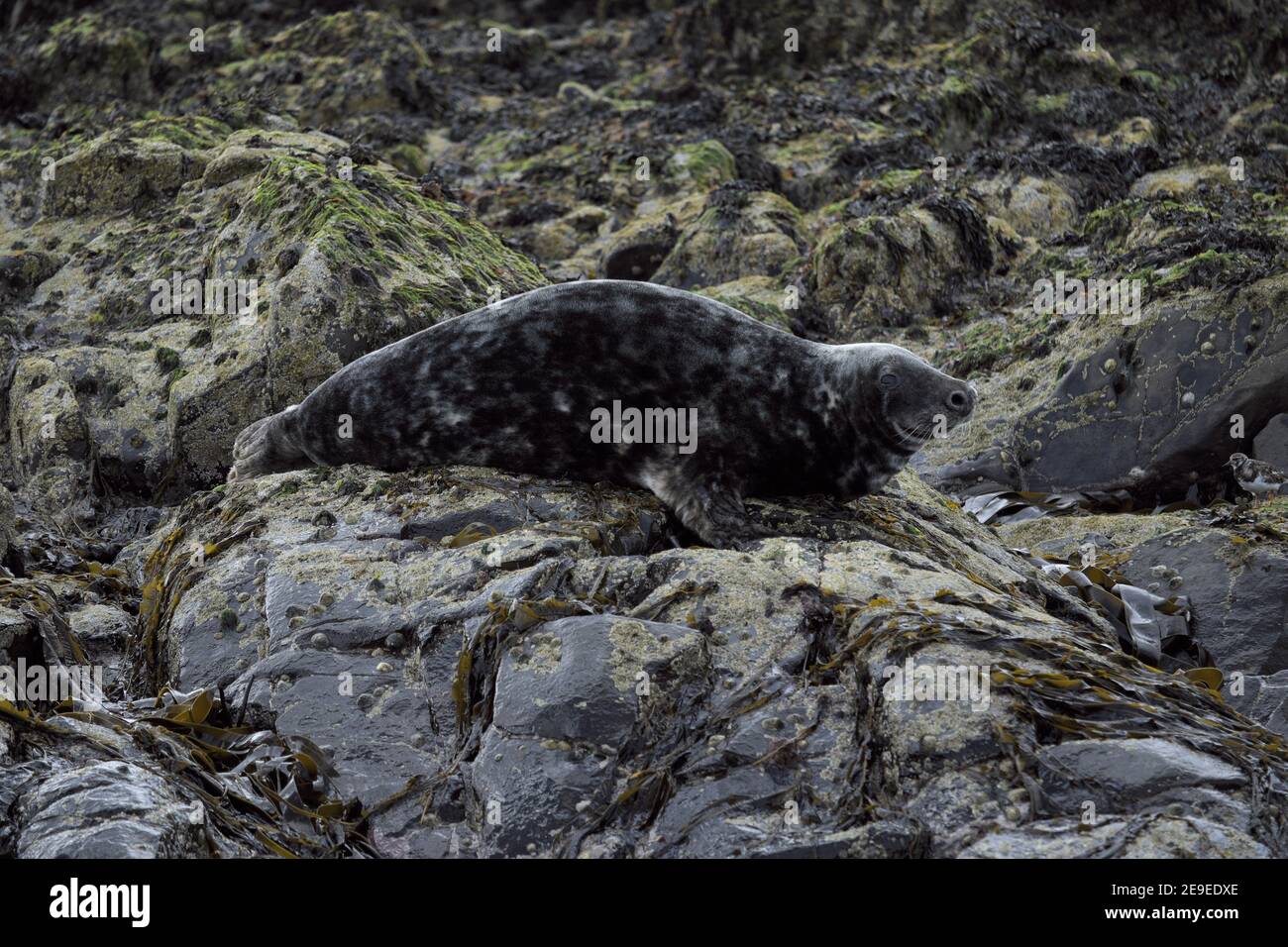 Farnes farne islands mammal mammals coast sea hi-res stock photography ...