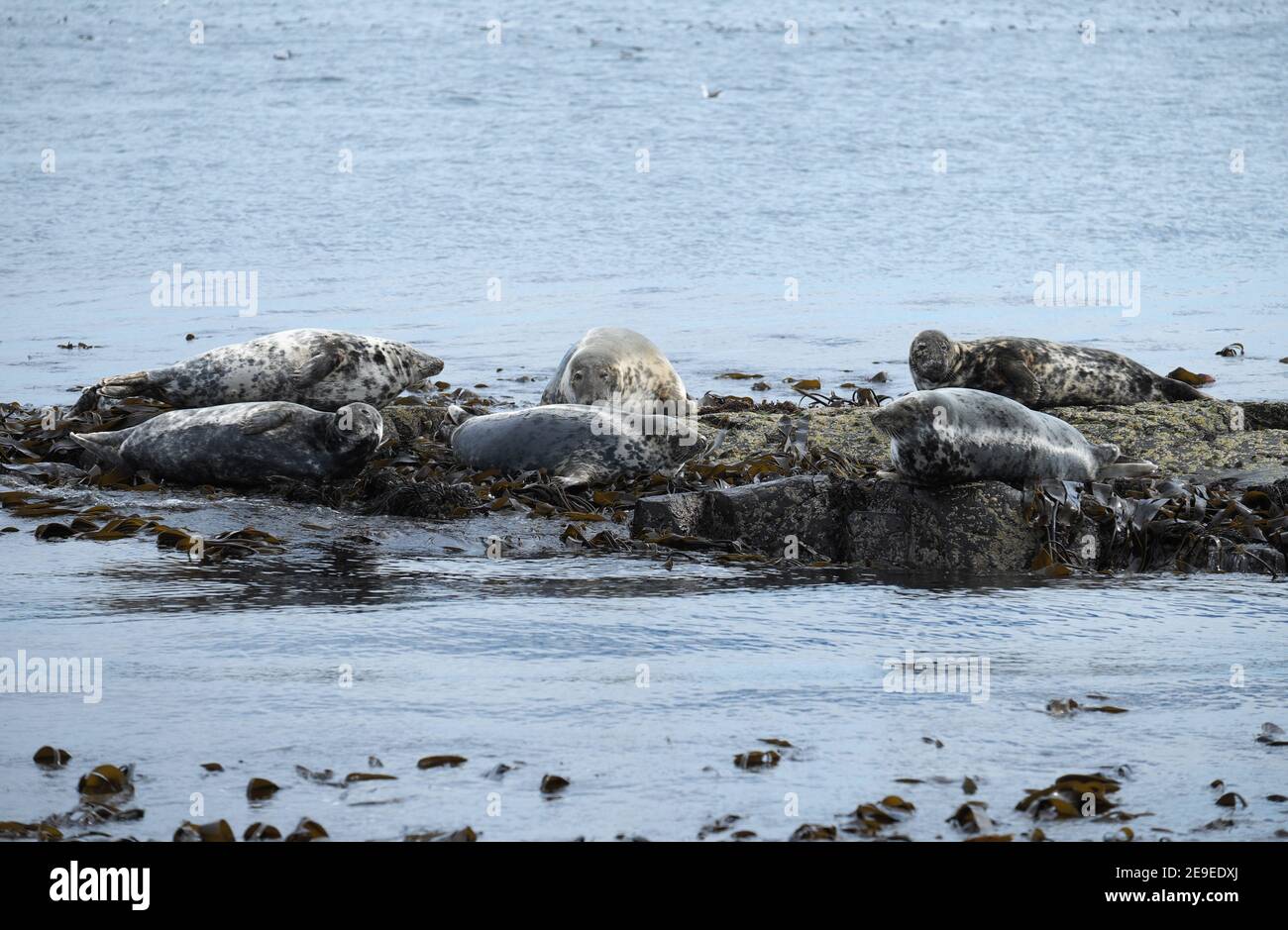Basking on rocks hi-res stock photography and images - Alamy