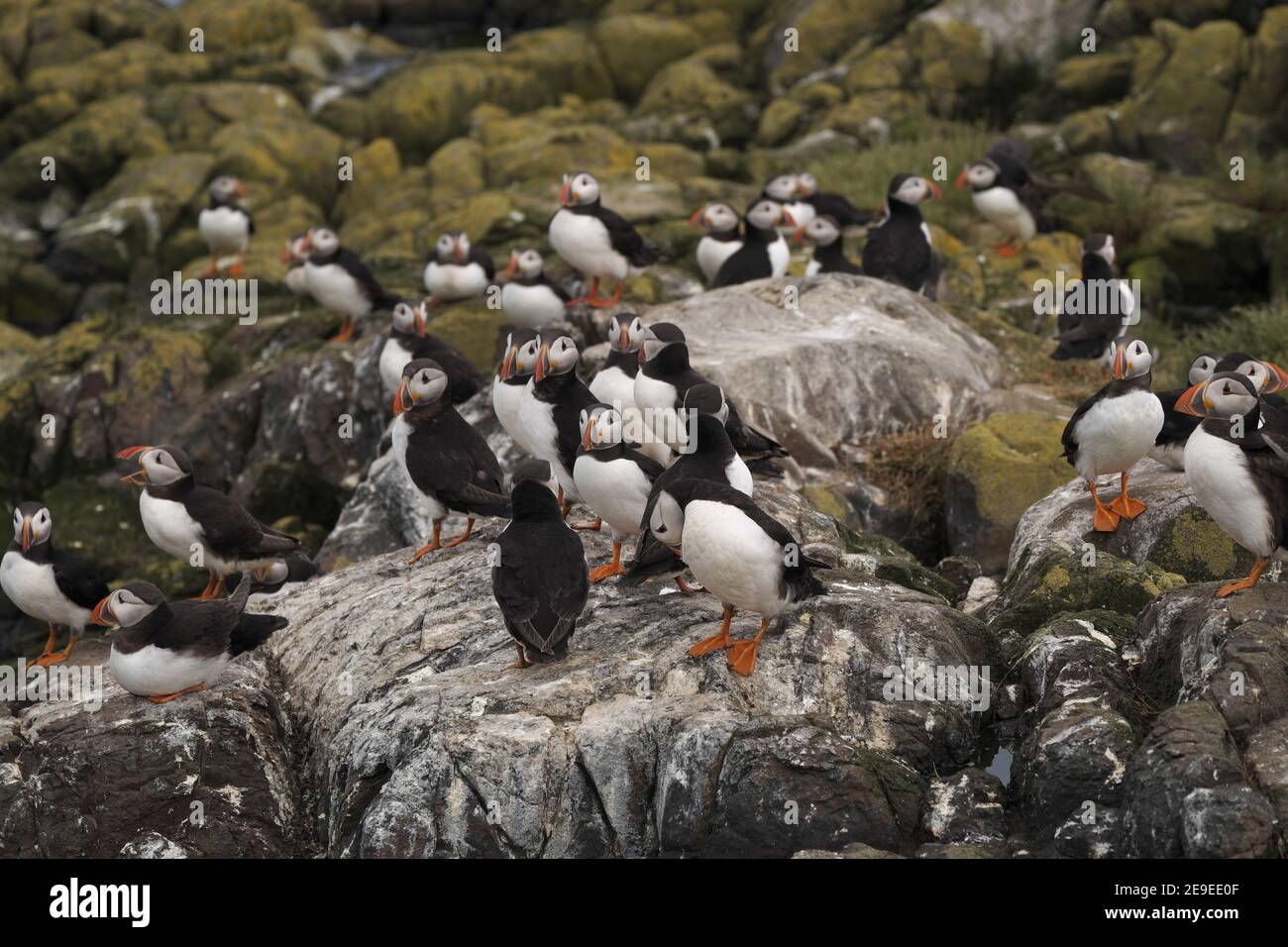 Lundy island puffins hi-res stock photography and images - Alamy