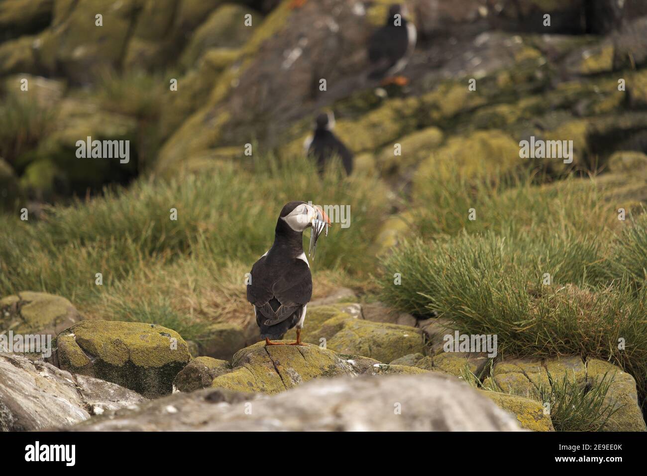 Lundy island puffin hi-res stock photography and images - Alamy