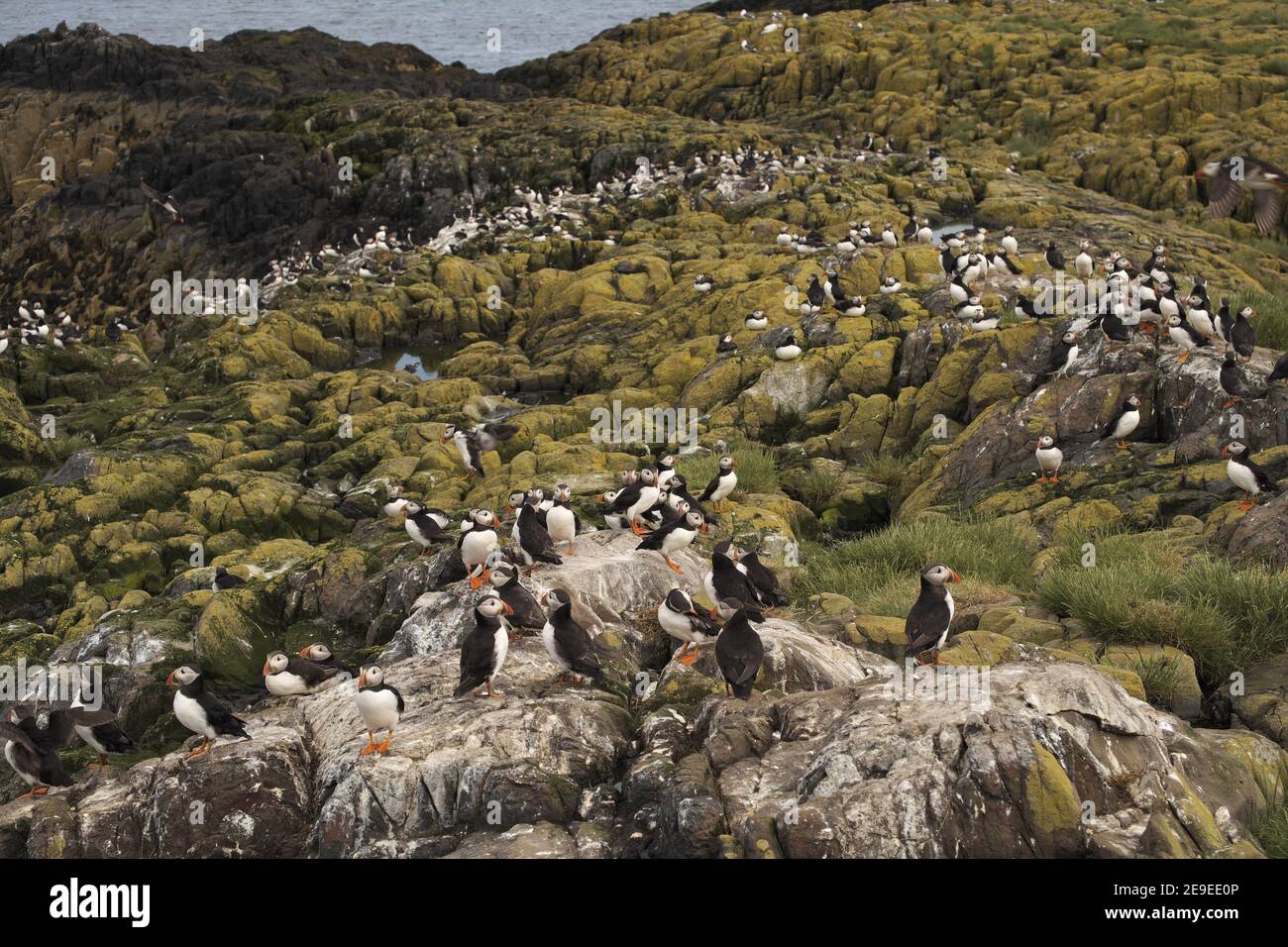 Lundy island puffins hi-res stock photography and images - Alamy