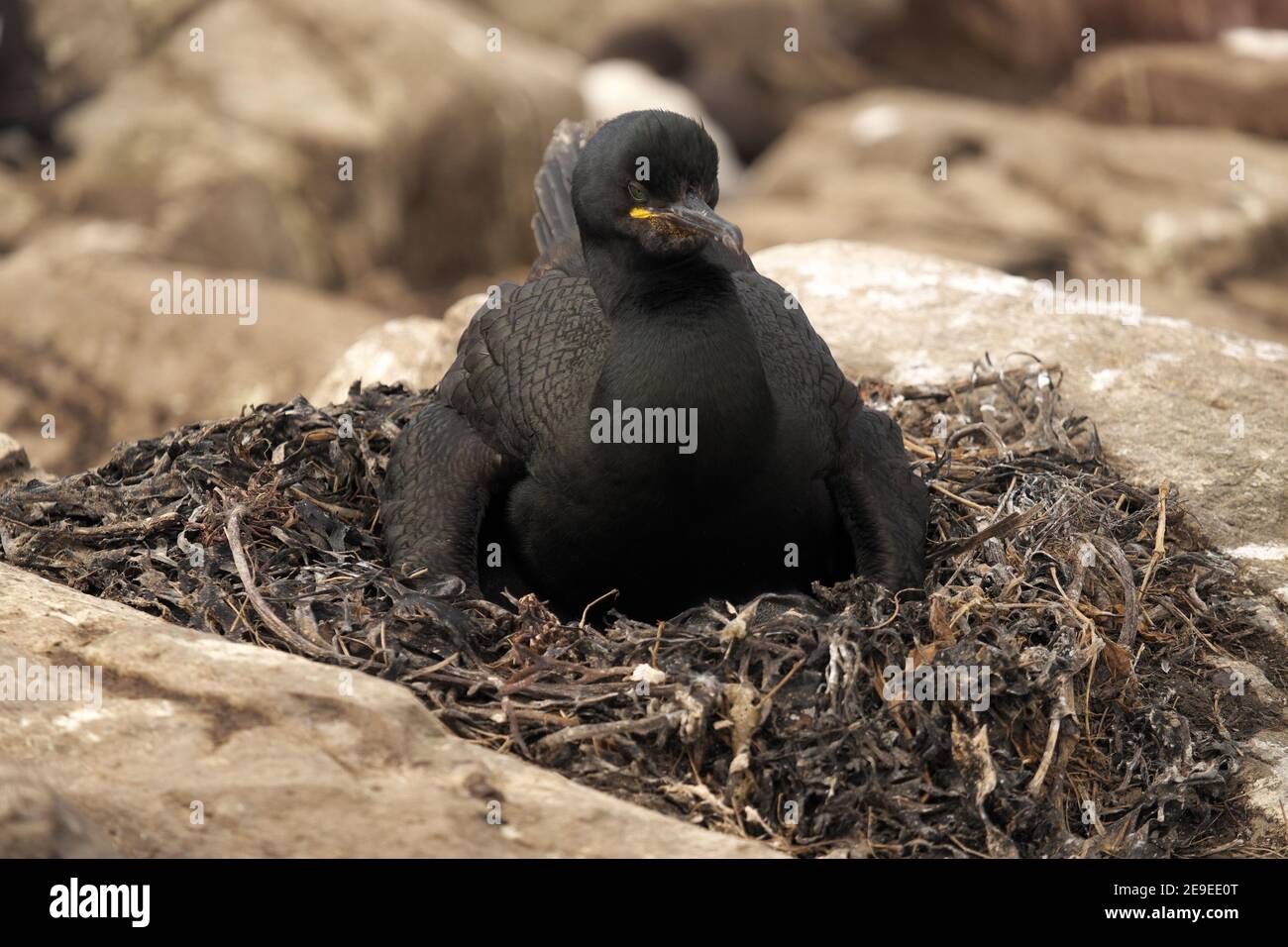Shag nesting hi-res stock photography and images - Alamy