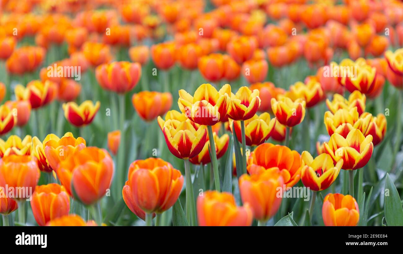 Colorful tulips on a windy spring day Stock Photo - Alamy