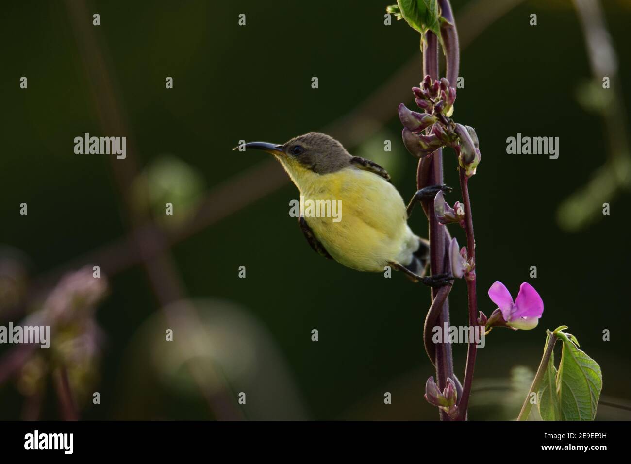 Indian sunbird hi-res stock photography and images - Alamy