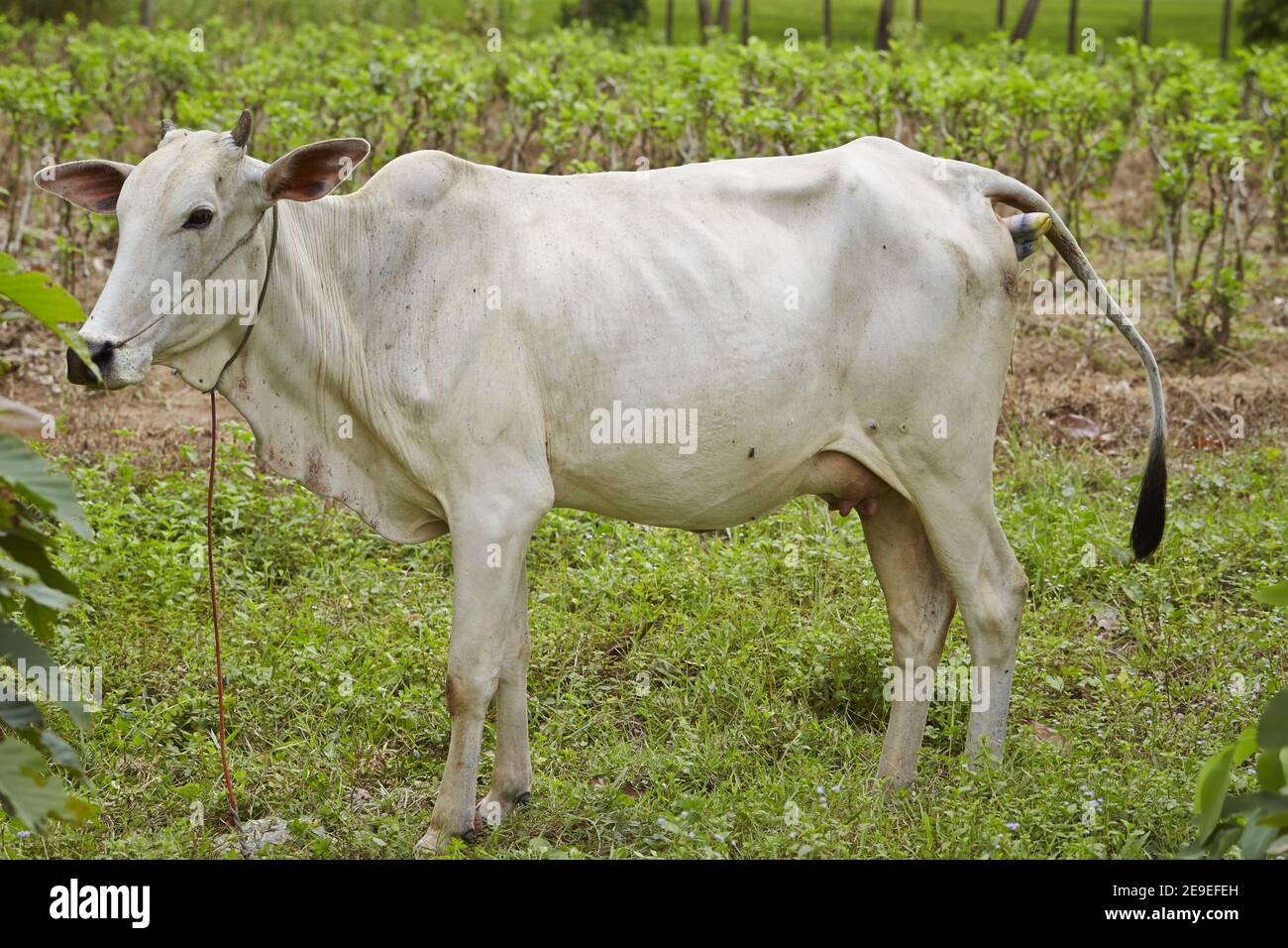 White cow in a farmland Stock Photo - Alamy