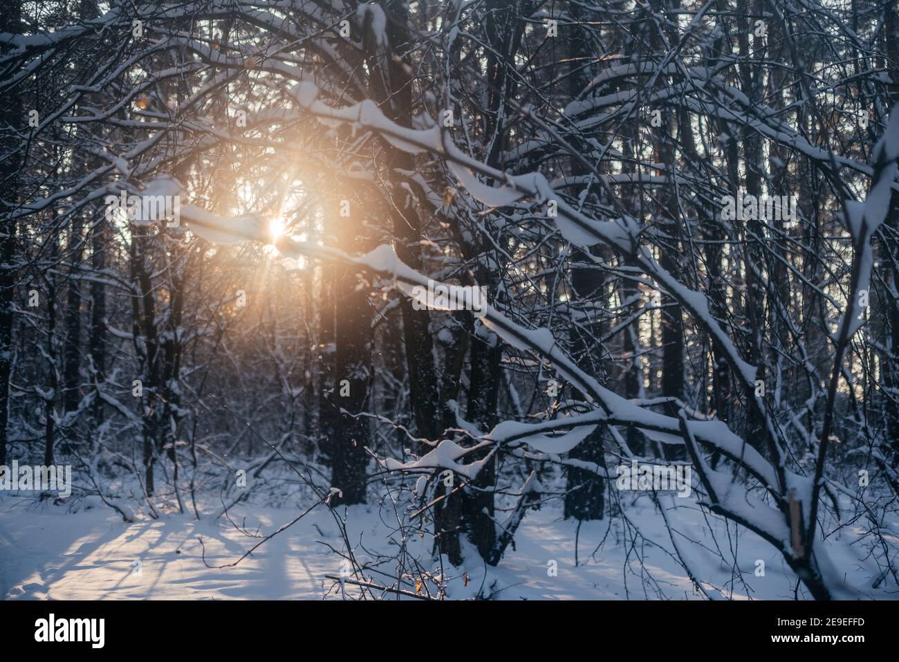 Setting sun rays in winter forest, beautiful winter scenery of tree ...