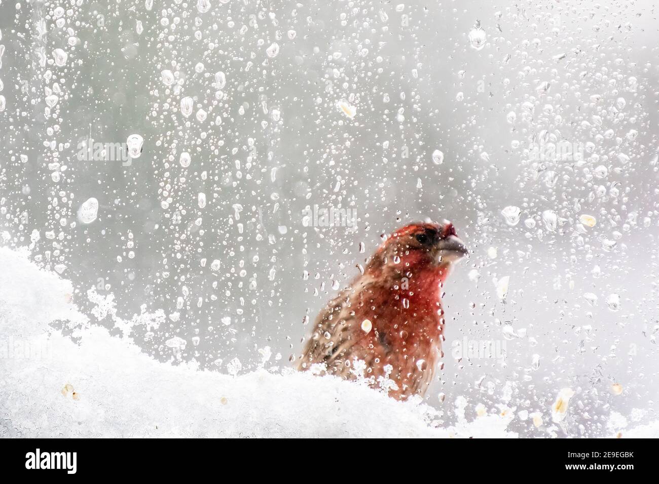 Male house finch outside window during snow storm Stock Photo - Alamy