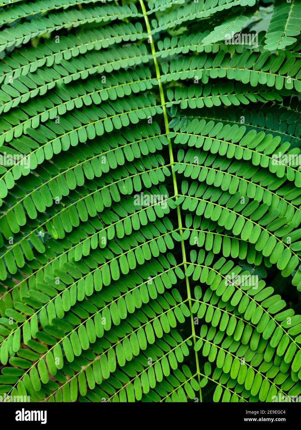 Closeup of the flamboyant plant branch with tiny green leaves Stock ...